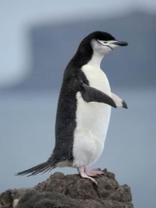 Animals That Start With P: Ultimate Guide to Mammals, Birds